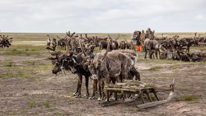 Transneft Siberia defined migration routes of reindeer in Yamal | Север ...